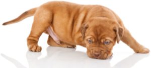 Welcome - The Board Hound [ Premier Boarding Facility: Shirlington ...